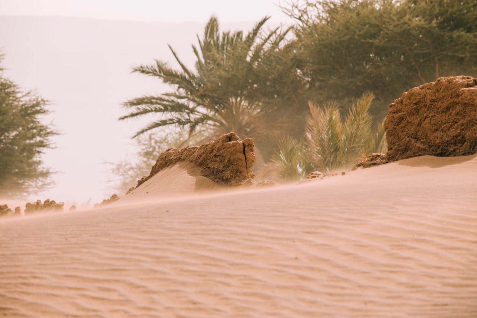 Farming In The Moroccan Sahara: Turning Sands Into Fields Of Hope